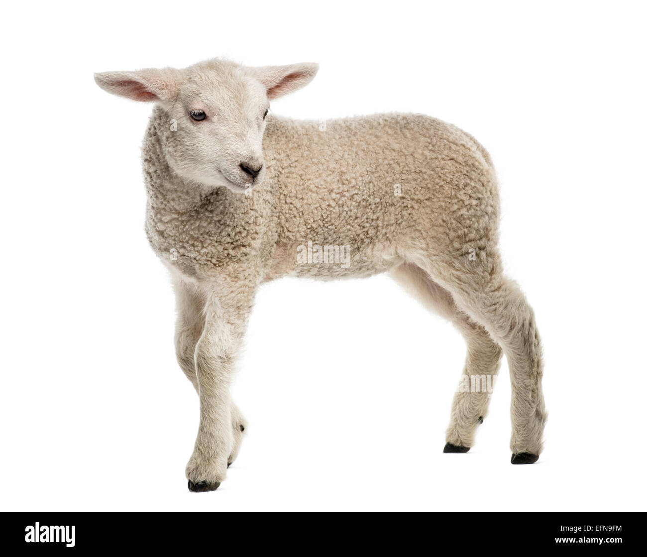White Sheep White Background