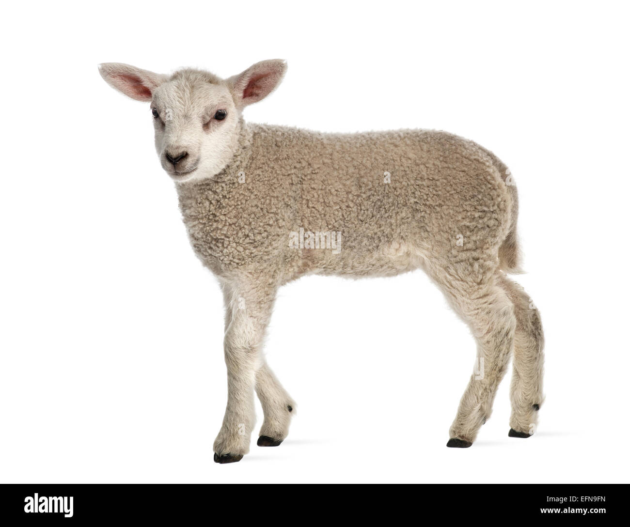 Lamb (8 weeks old) standing in front of white background Stock Photo ...