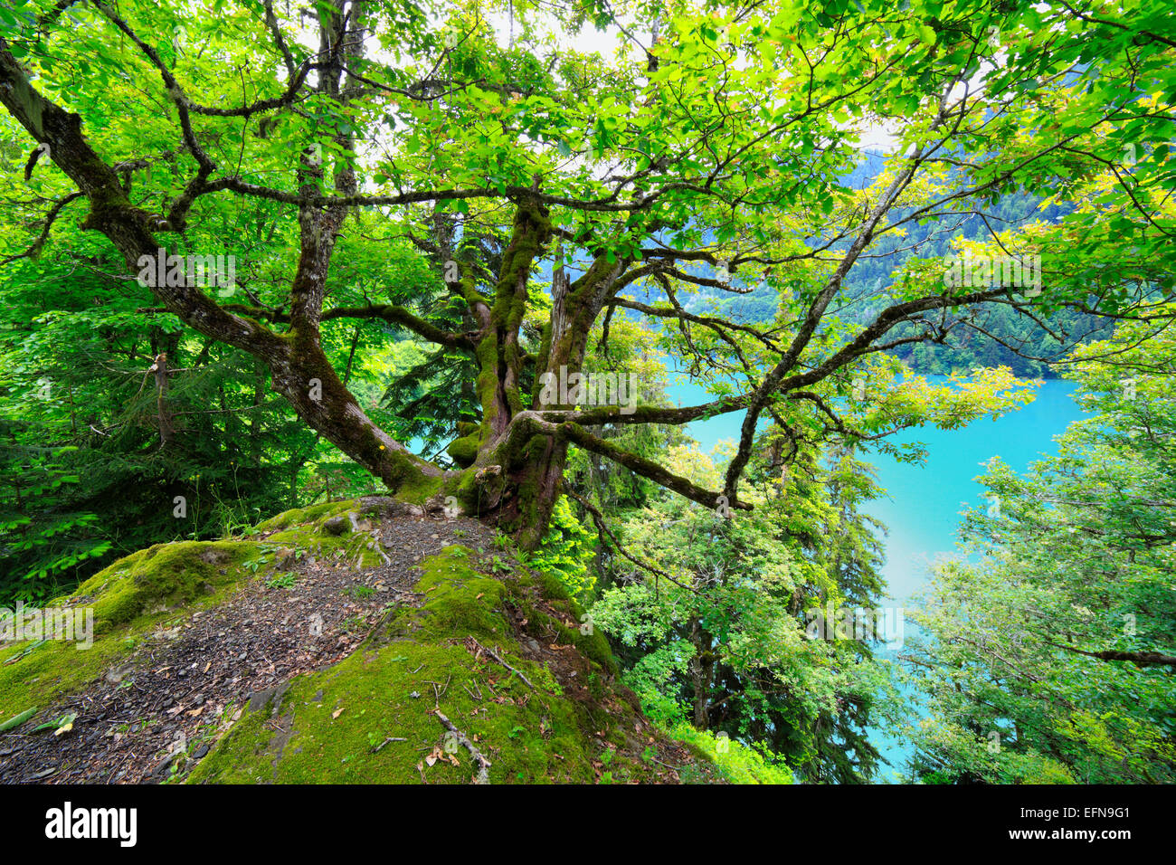 Caucasus tree hi-res stock photography and images - Alamy