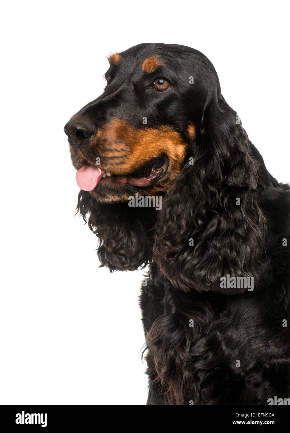 Cocker spaniel dog head hi-res stock photography and images - Alamy