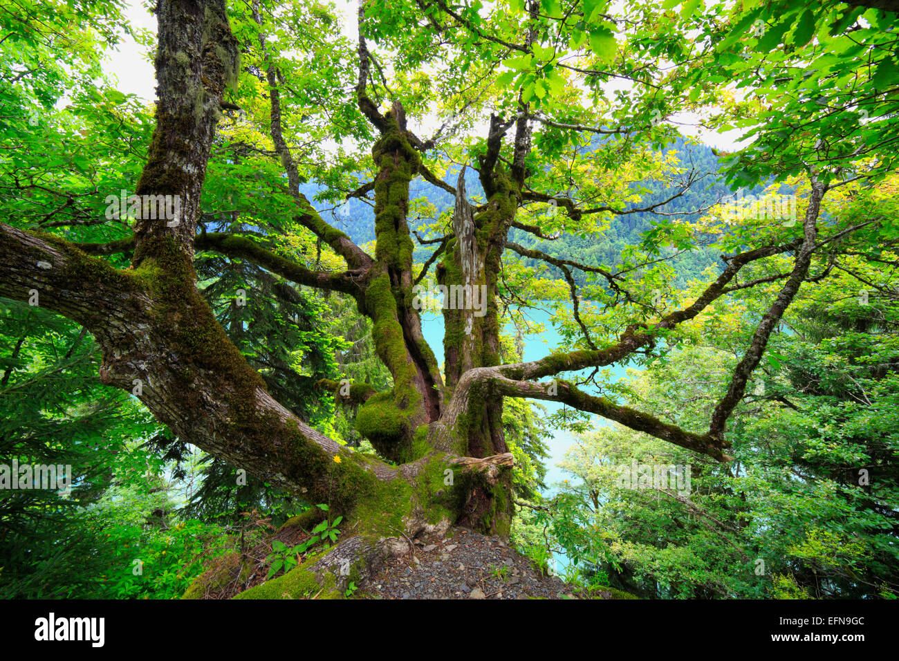 Lake Ritsa, Caucasus mountains, Abkhazia, Georgia Stock Photo - Alamy