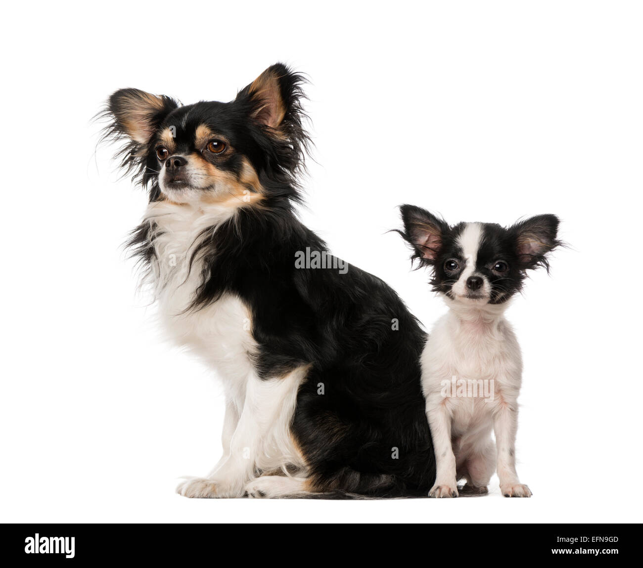 Two Chihuahuas next to each other against white background Stock Photo ...