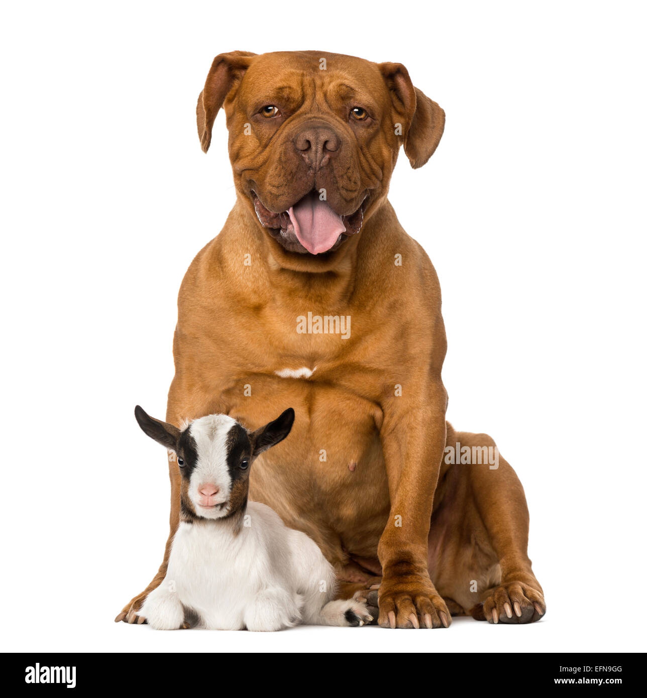 A dog and a goat hi-res stock photography and images - Alamy