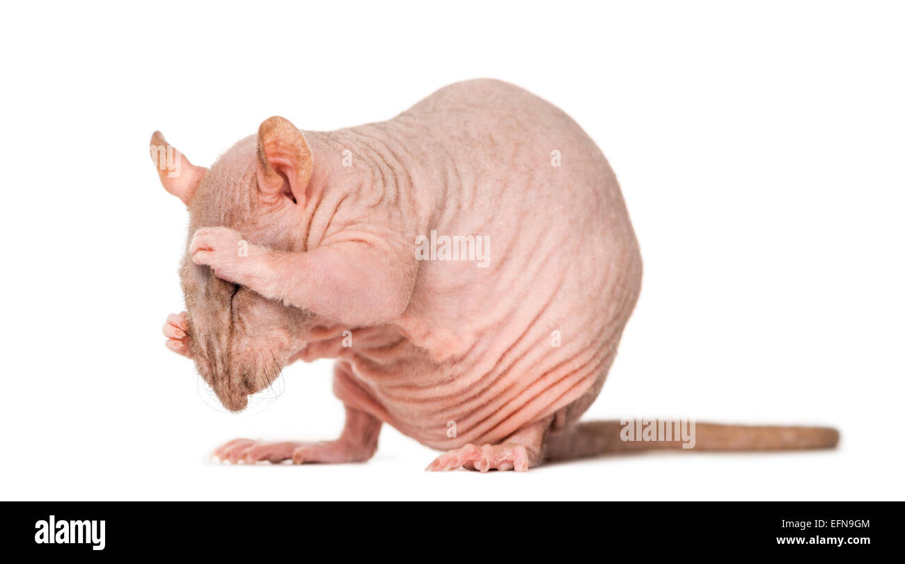 Hairless Animals