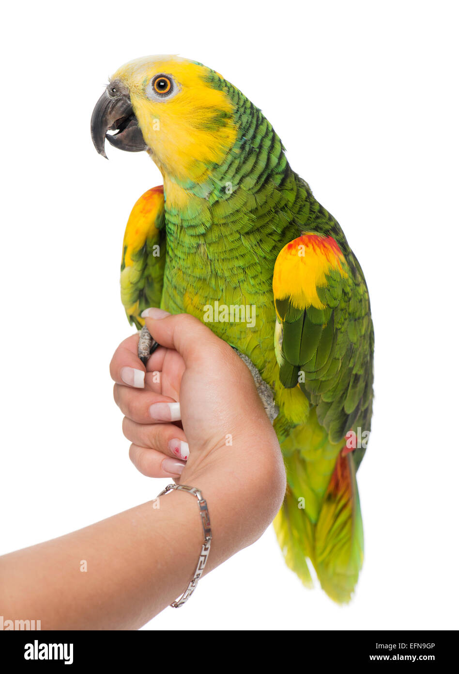 Parrot perched on a hand against white background Stock Photo - Alamy