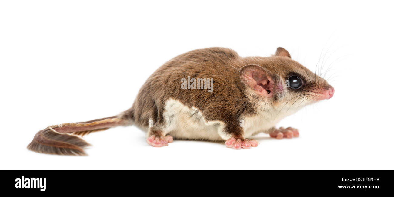 Sugar glider, Acrobates pygmaeus, in front of white background Stock ...