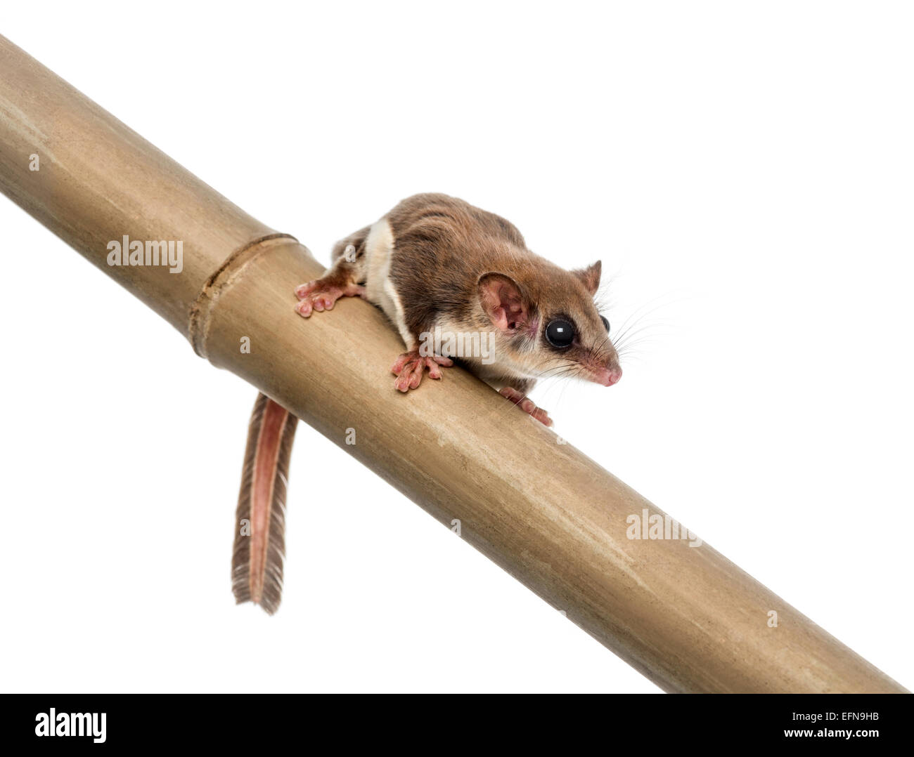 Sugar glider, Acrobates pygmaeus, in front of white background Stock ...