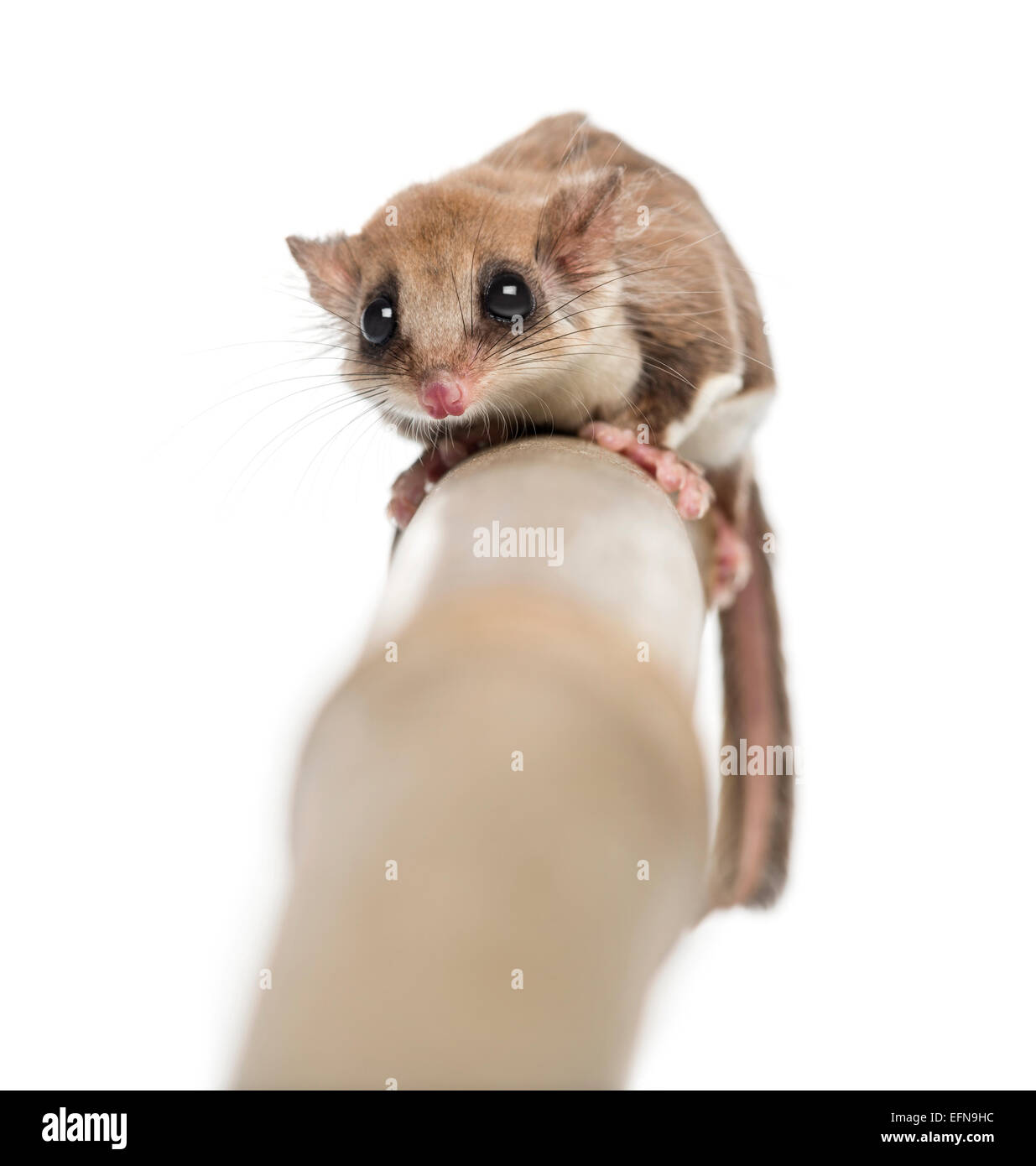 Sugar glider, Acrobates pygmaeus, in front of white background Stock ...