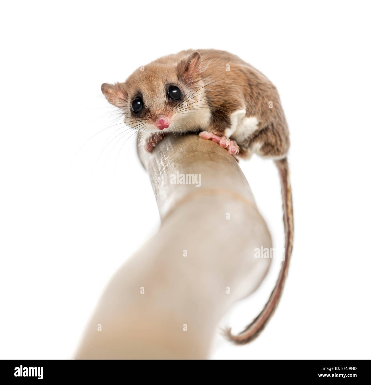 Feathertail glider hi-res stock photography and images - Alamy