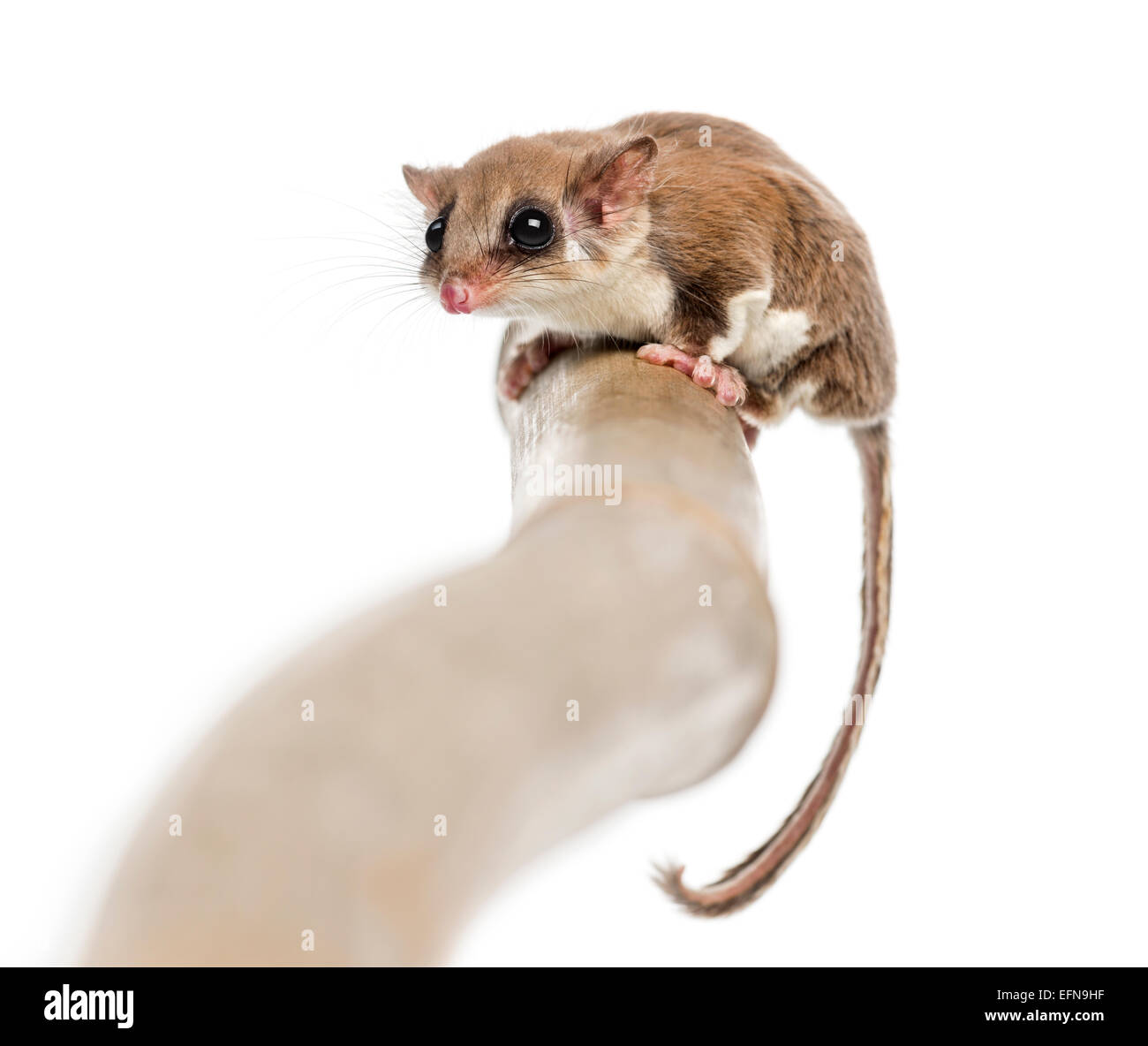 Feathertail glider acrobates pygmaeus Cut Out Stock Images & Pictures ...