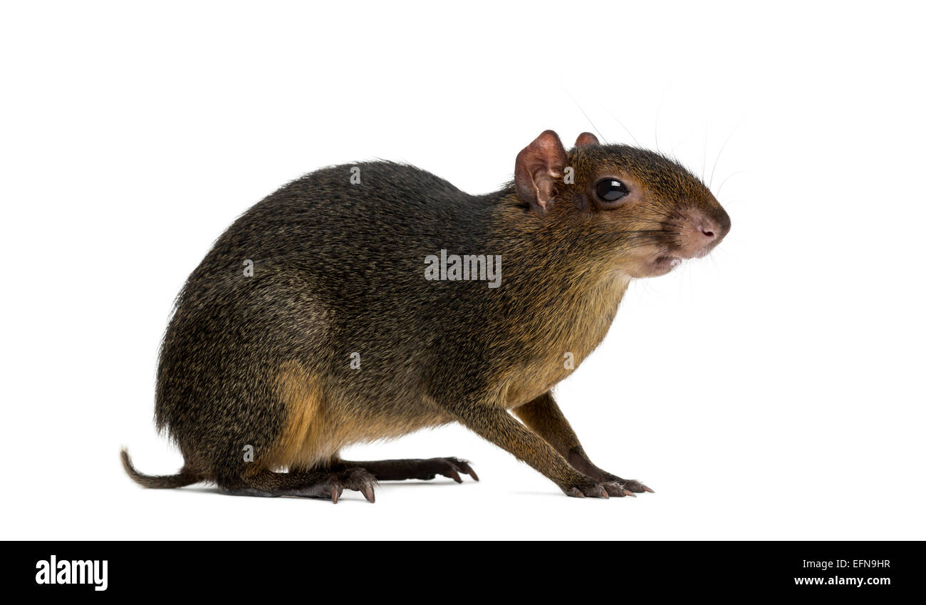 Green acouchi, Myoprocta pratti, in front of white background Stock ...