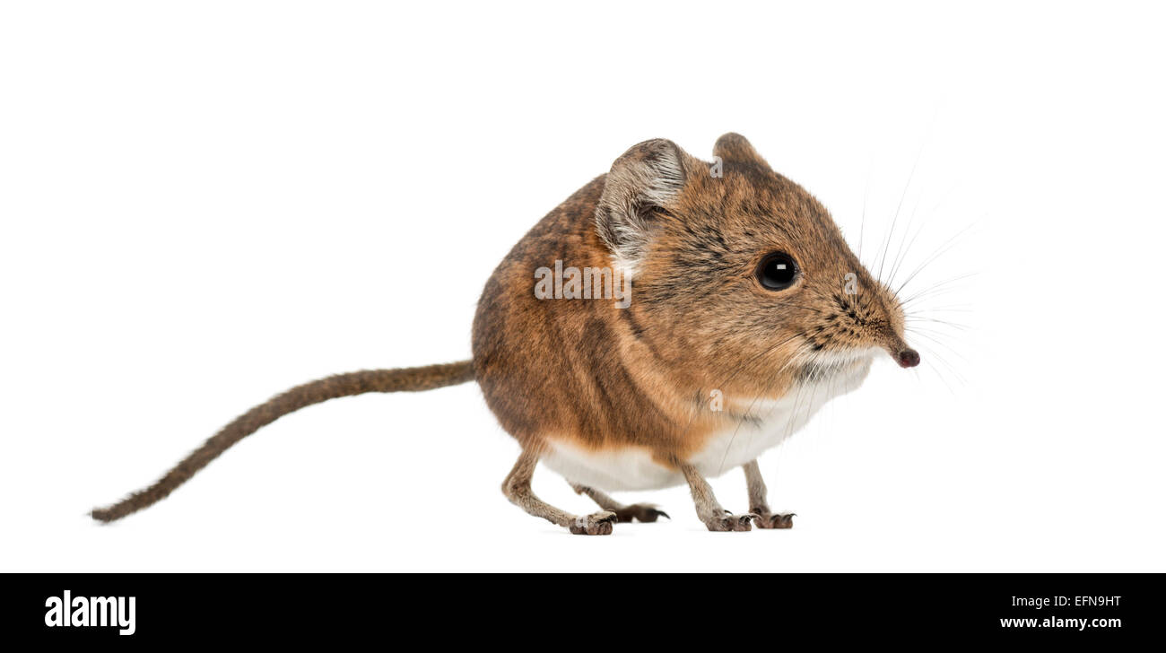 Elephant shrew, Macroscelides proboscideus, against white background ...