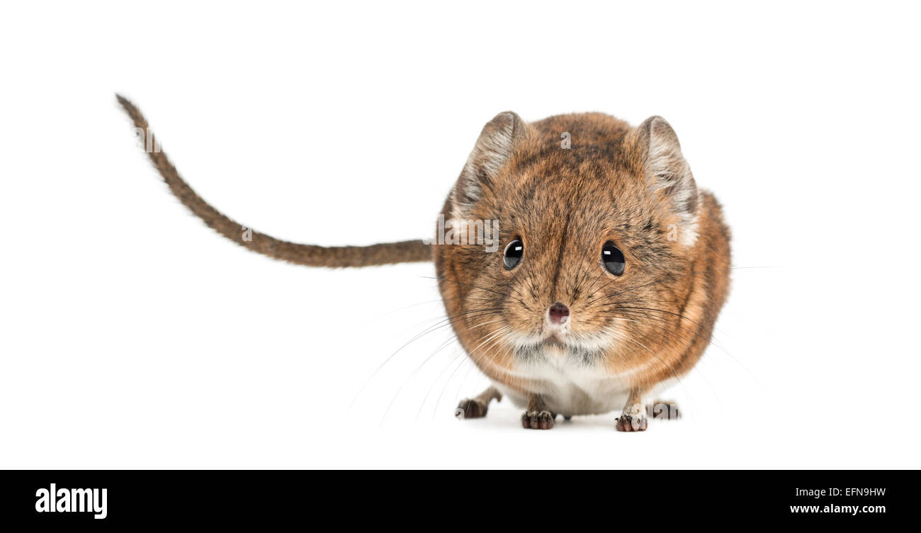Elephant shrew, Macroscelides proboscideus, against white background ...
