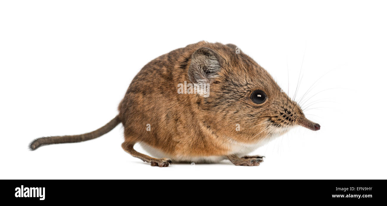 Elephant shrew, Macroscelides proboscideus, against white background ...