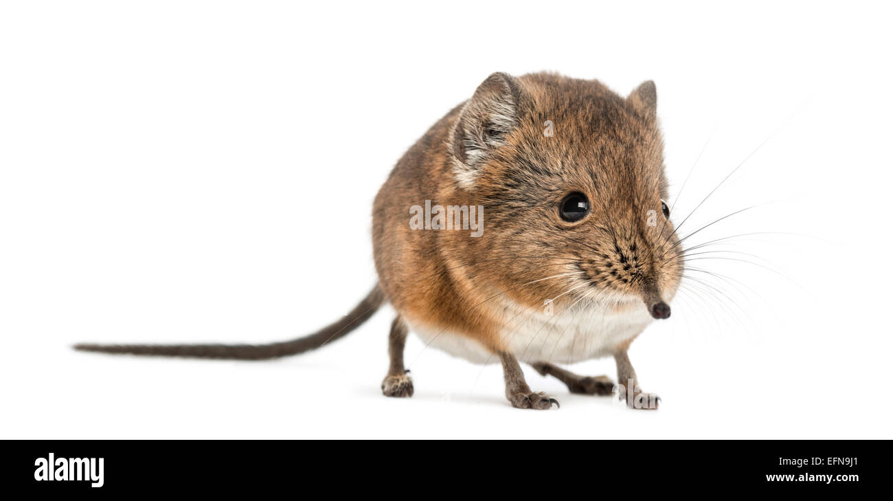Elephant shrew Cut Out Stock Images & Pictures - Alamy