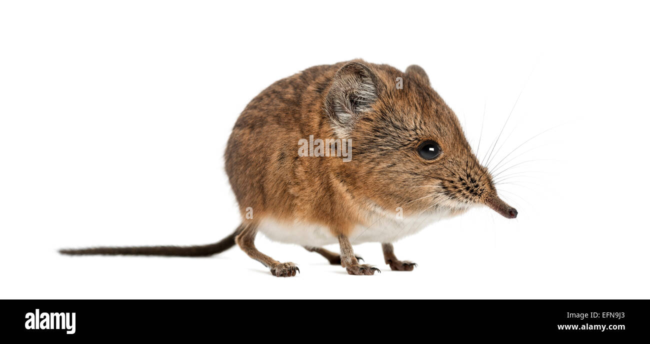 Elephant shrew, Macroscelides proboscideus, against white background ...