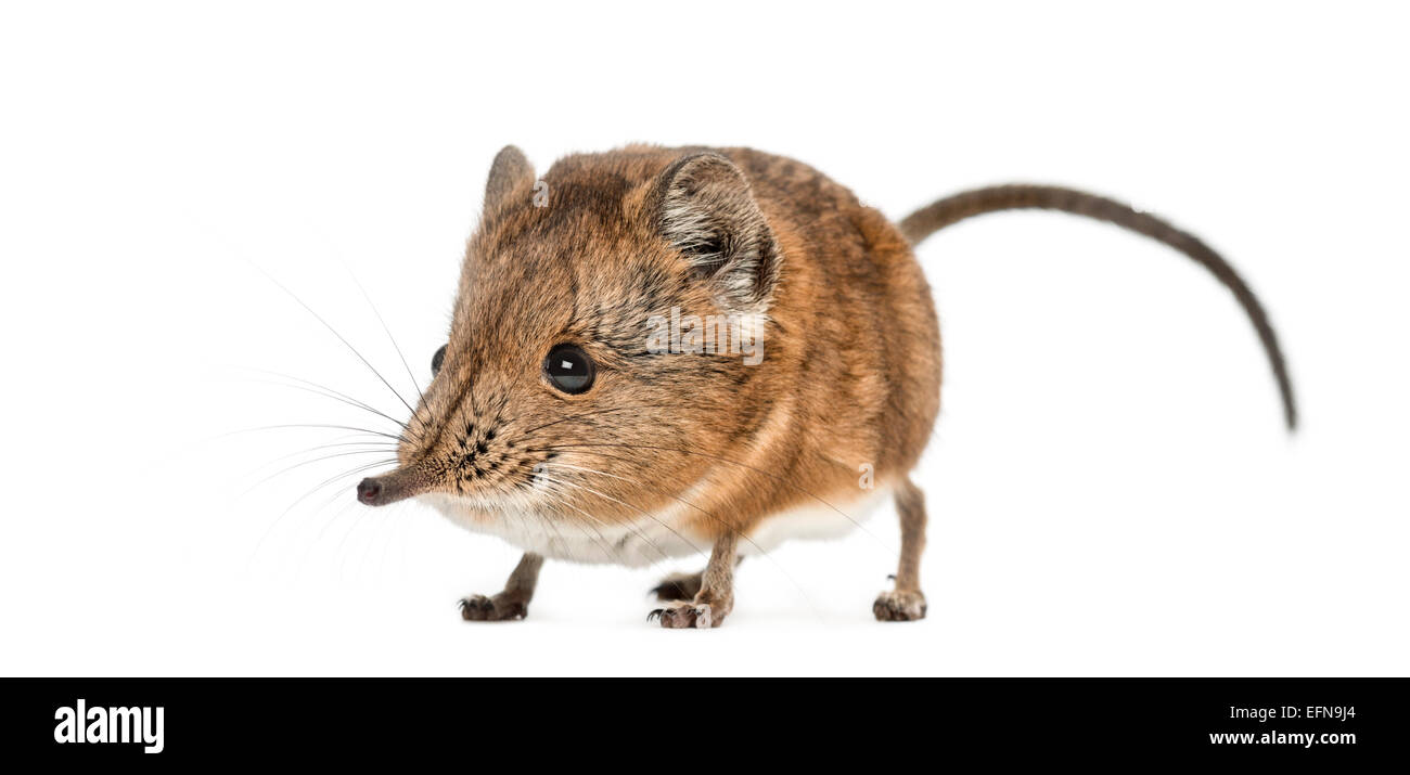 Elephant shrew, Macroscelides proboscideus, against white background ...