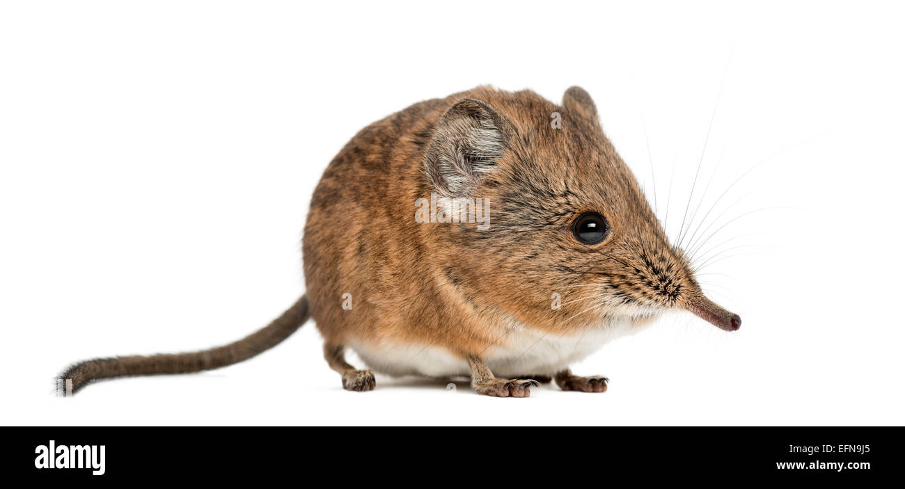 Elephant shrew, Macroscelides proboscideus, against white background ...