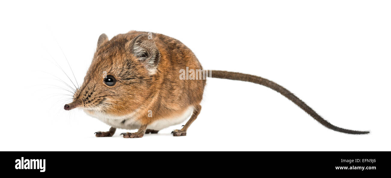 Elephant shrew, Macroscelides proboscideus, against white background ...