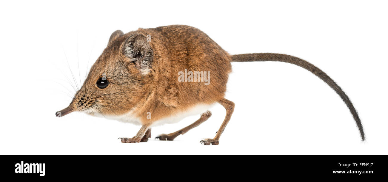 Elephant shrew, Macroscelides proboscideus, against white background ...