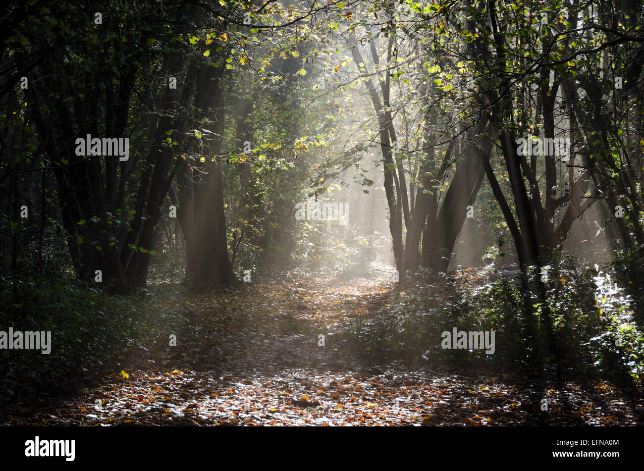 Sunlight slanting hi-res stock photography and images - Alamy
