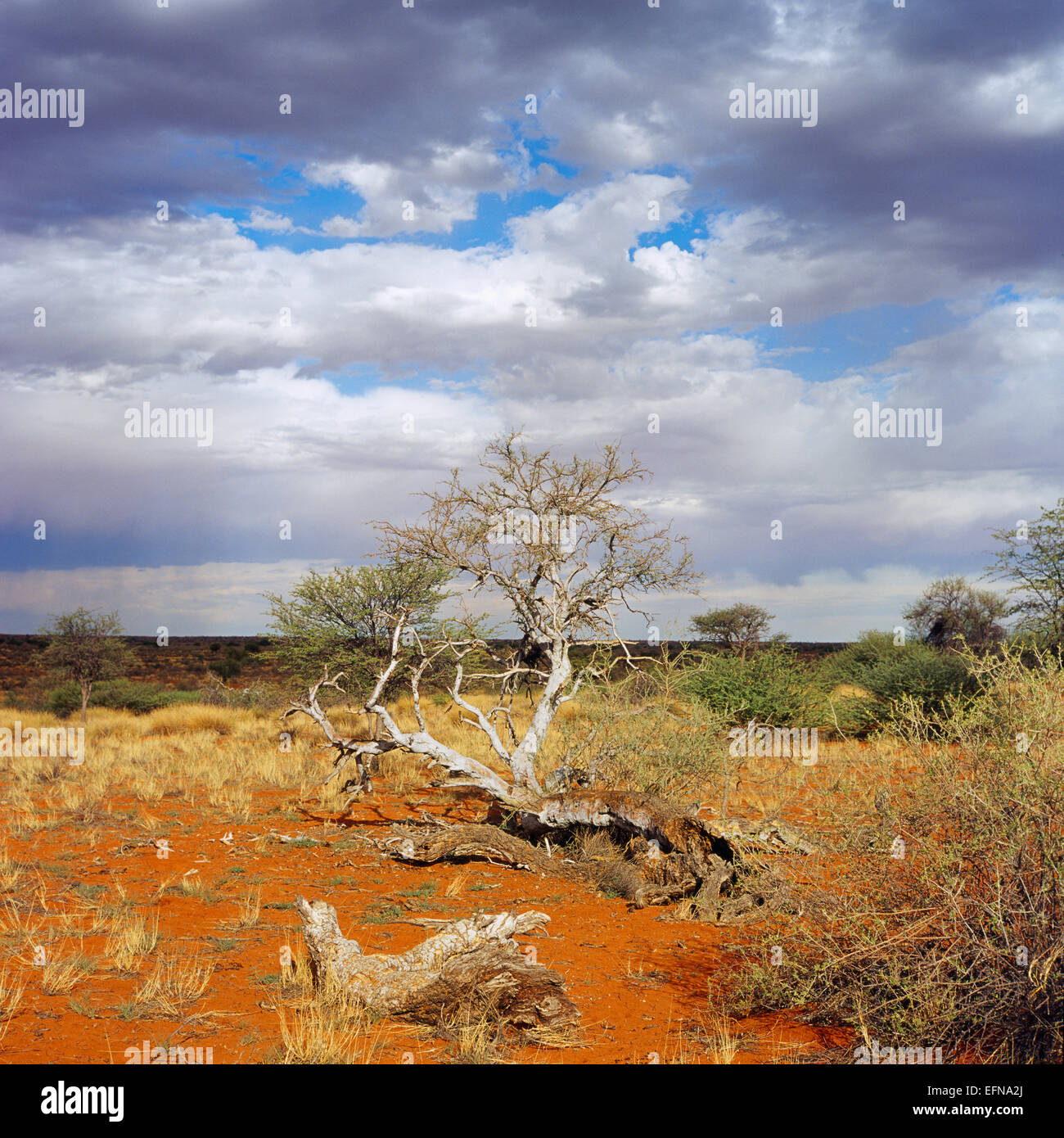 nature of Botswana Stock Photo - Alamy