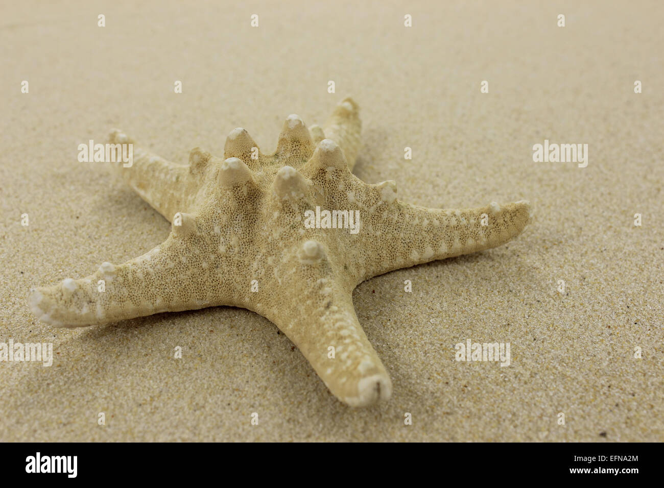 Starfish close up hi-res stock photography and images - Alamy