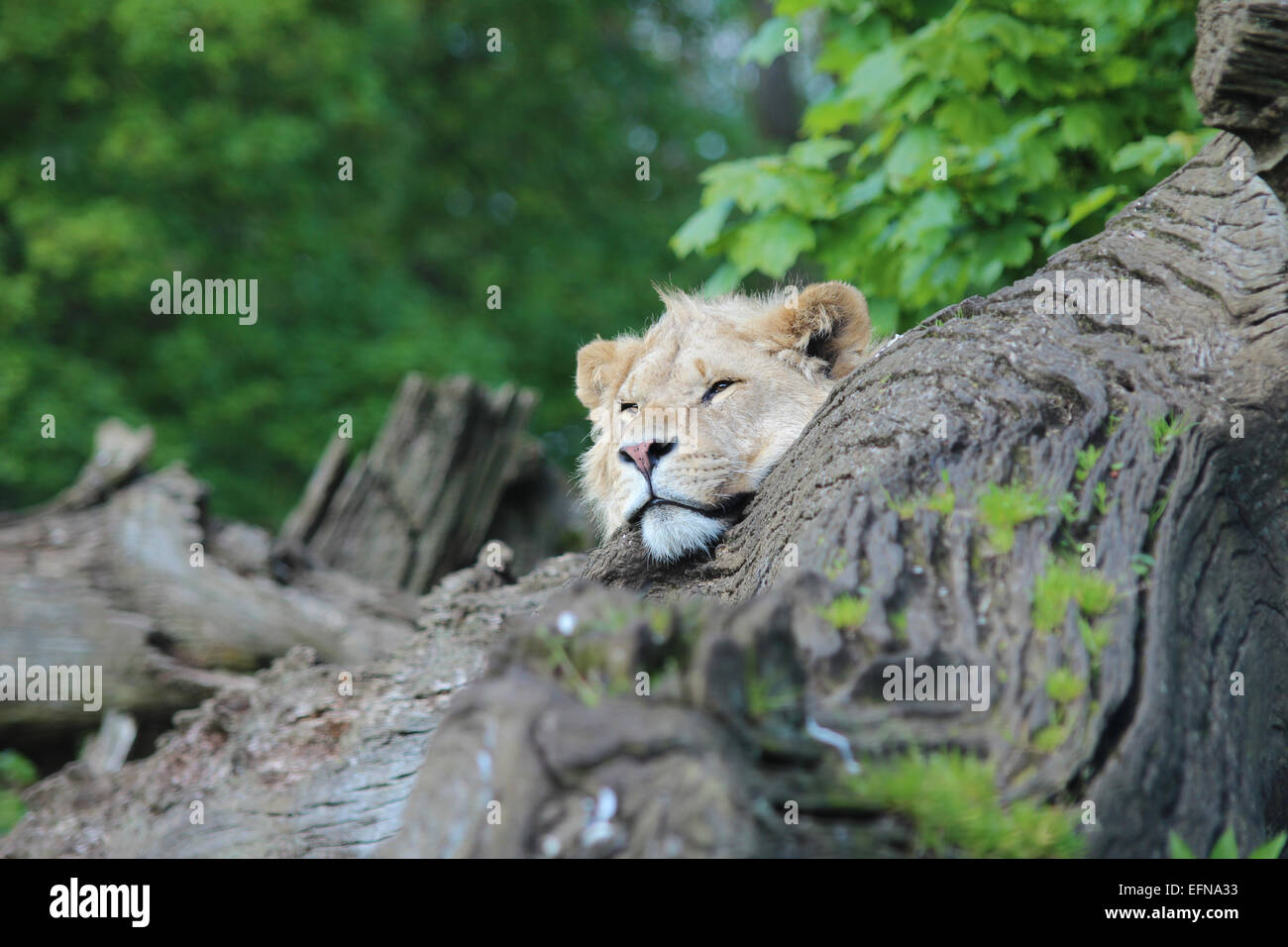 Lion resting with head on a log Stock Photo - Alamy