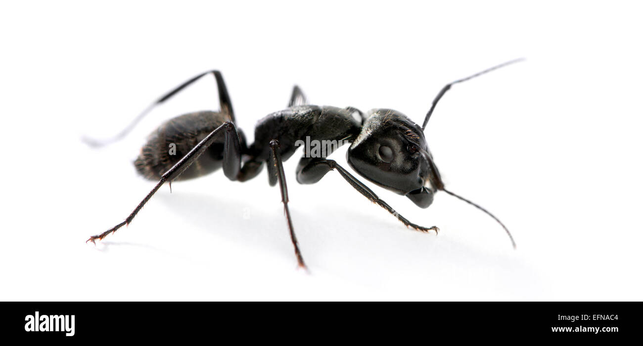 Ant photo hi-res stock photography and images - Alamy