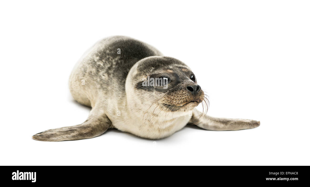 Common seal Cut Out Stock Images & Pictures - Alamy