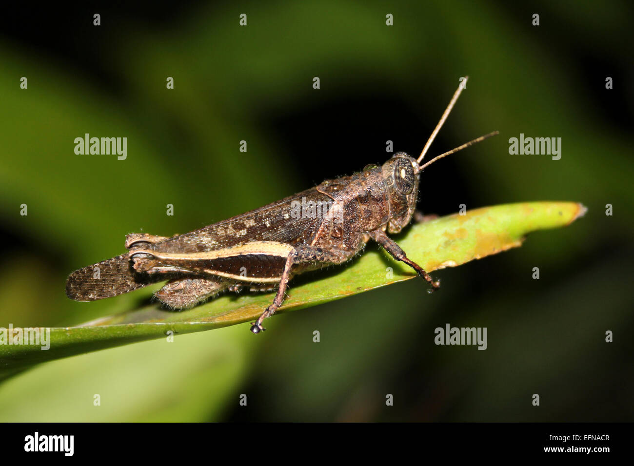 American grasshopper hi-res stock photography and images - Alamy