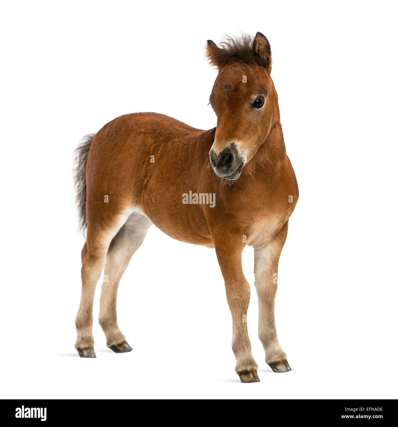 Shetland foal hi-res stock photography and images - Alamy