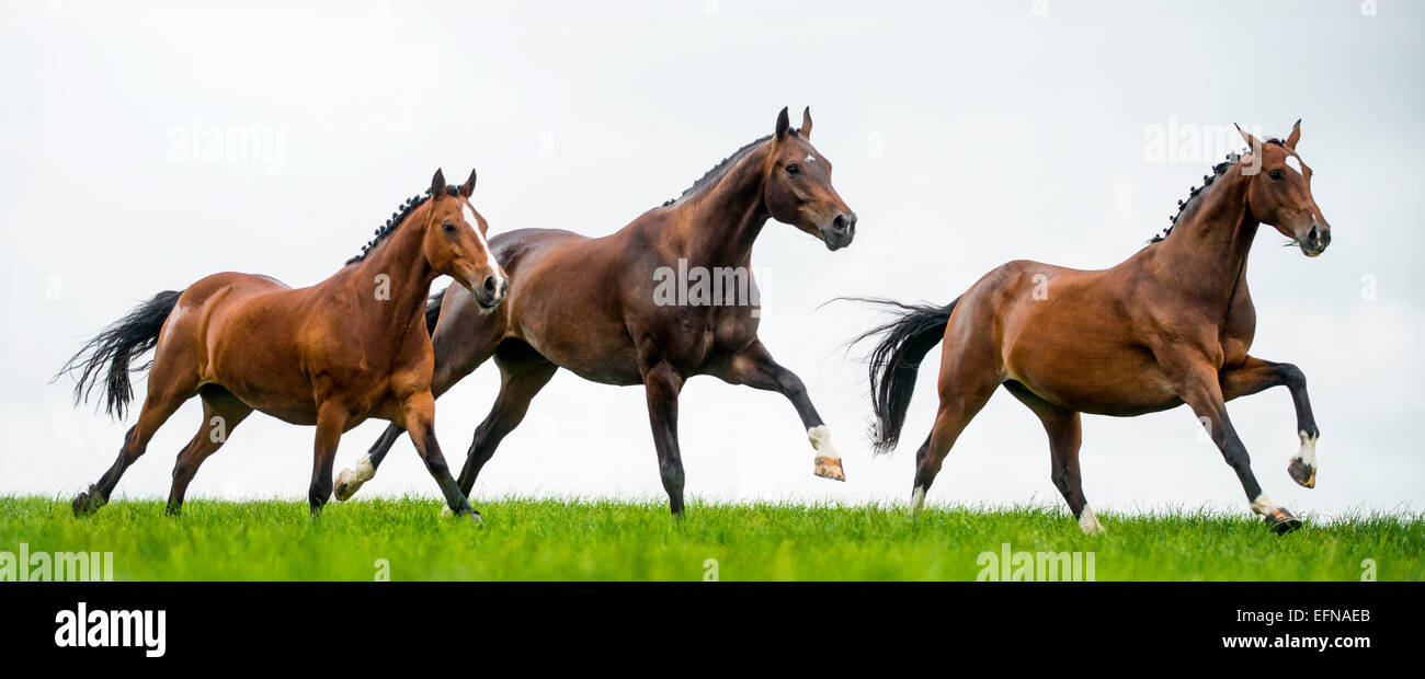 Horses in full gallop hi-res stock photography and images - Alamy