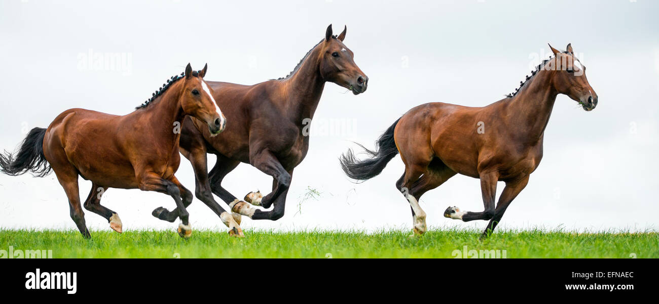 Horses galloping in a field Stock Photo - Alamy