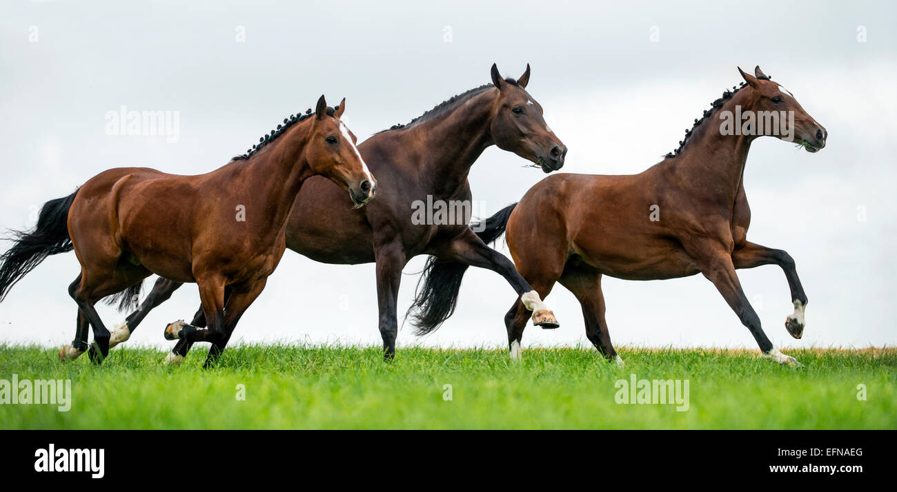Horses galloping in a field Stock Photo - Alamy