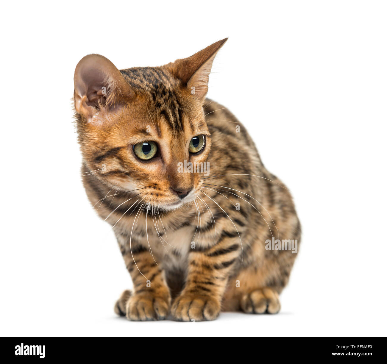 Domestic White Bengal Cats