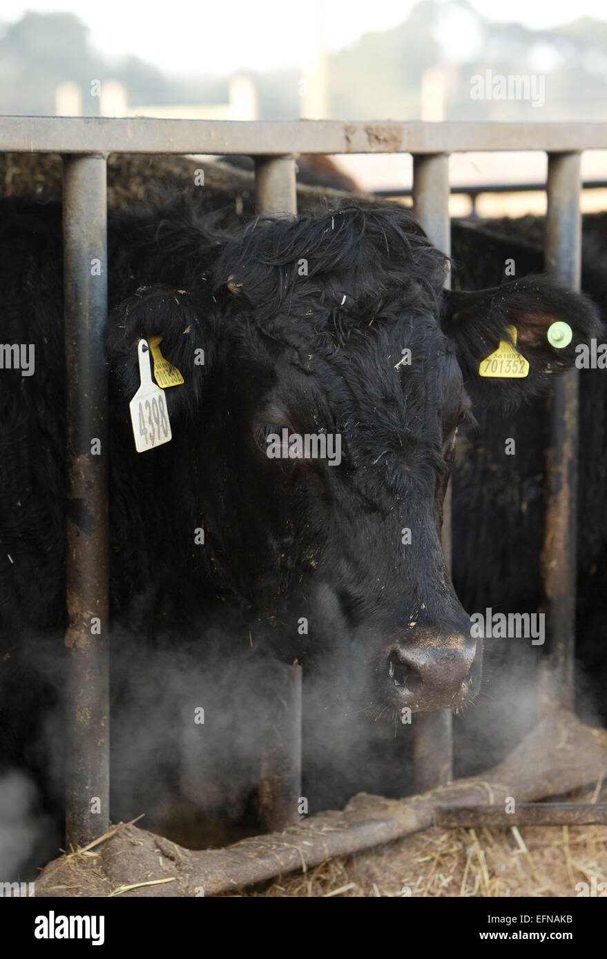 Angus head hi-res stock photography and images - Alamy