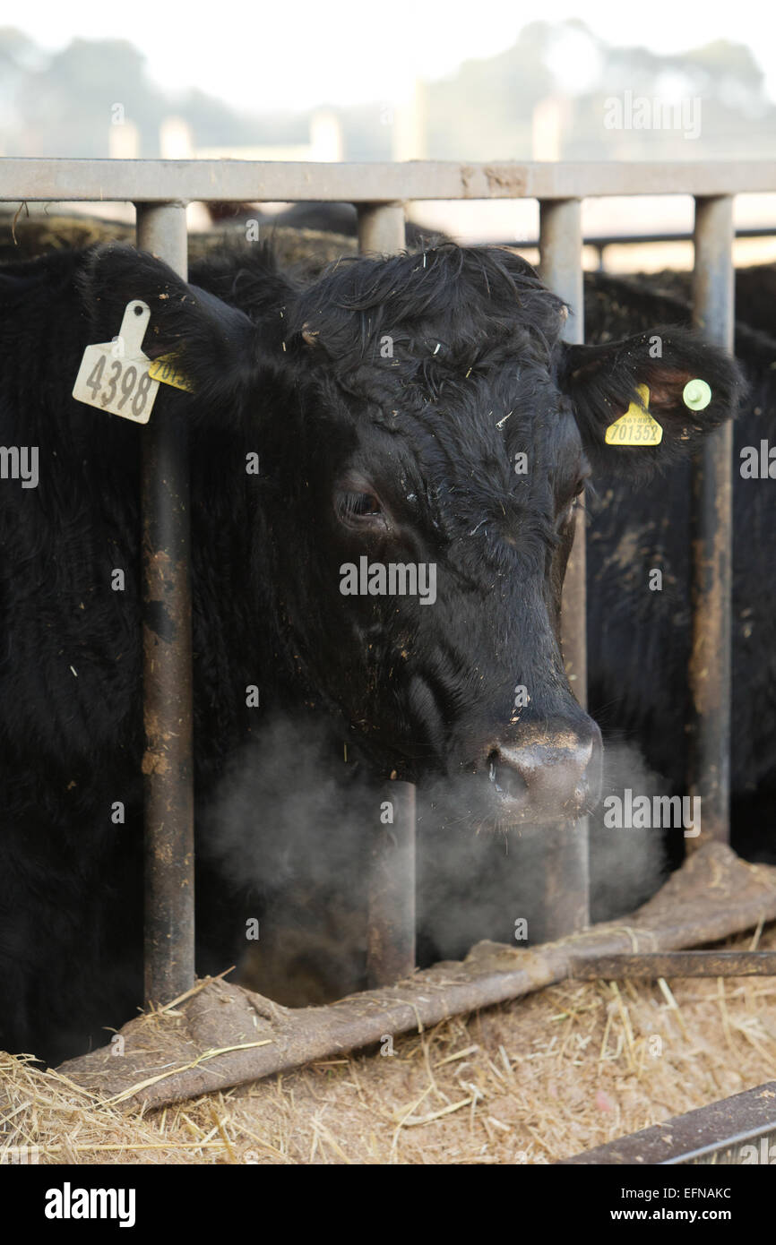 Angus head hi-res stock photography and images - Alamy