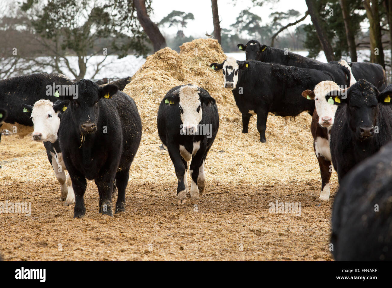 Hereford and Aberdeen Angus in field with straw, winter, UK Stock Photo ...