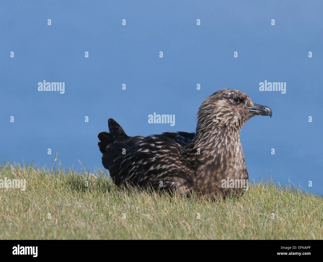 Adult great skua hi-res stock photography and images - Alamy