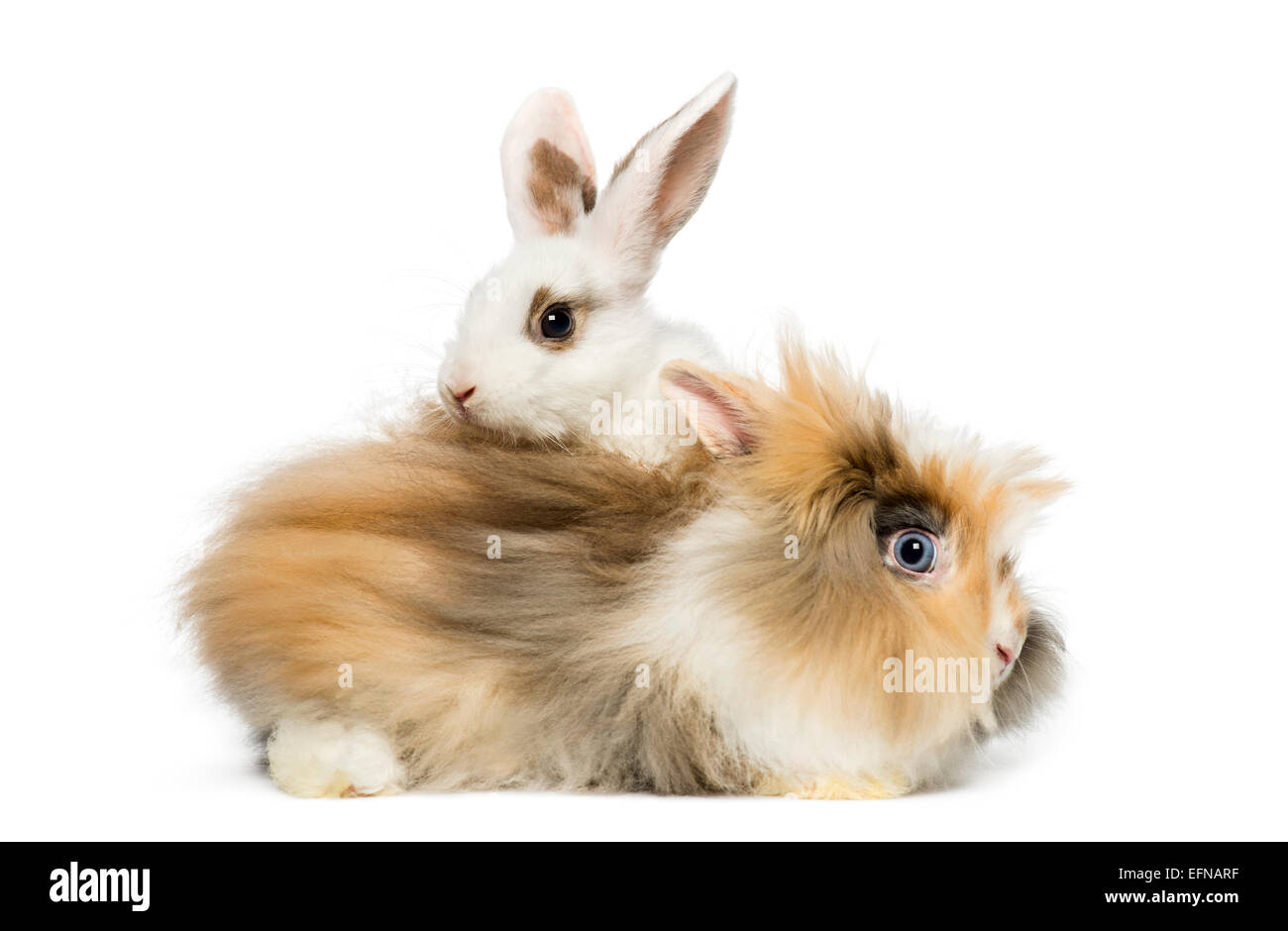 Two rabbits in front of white background Stock Photo - Alamy
