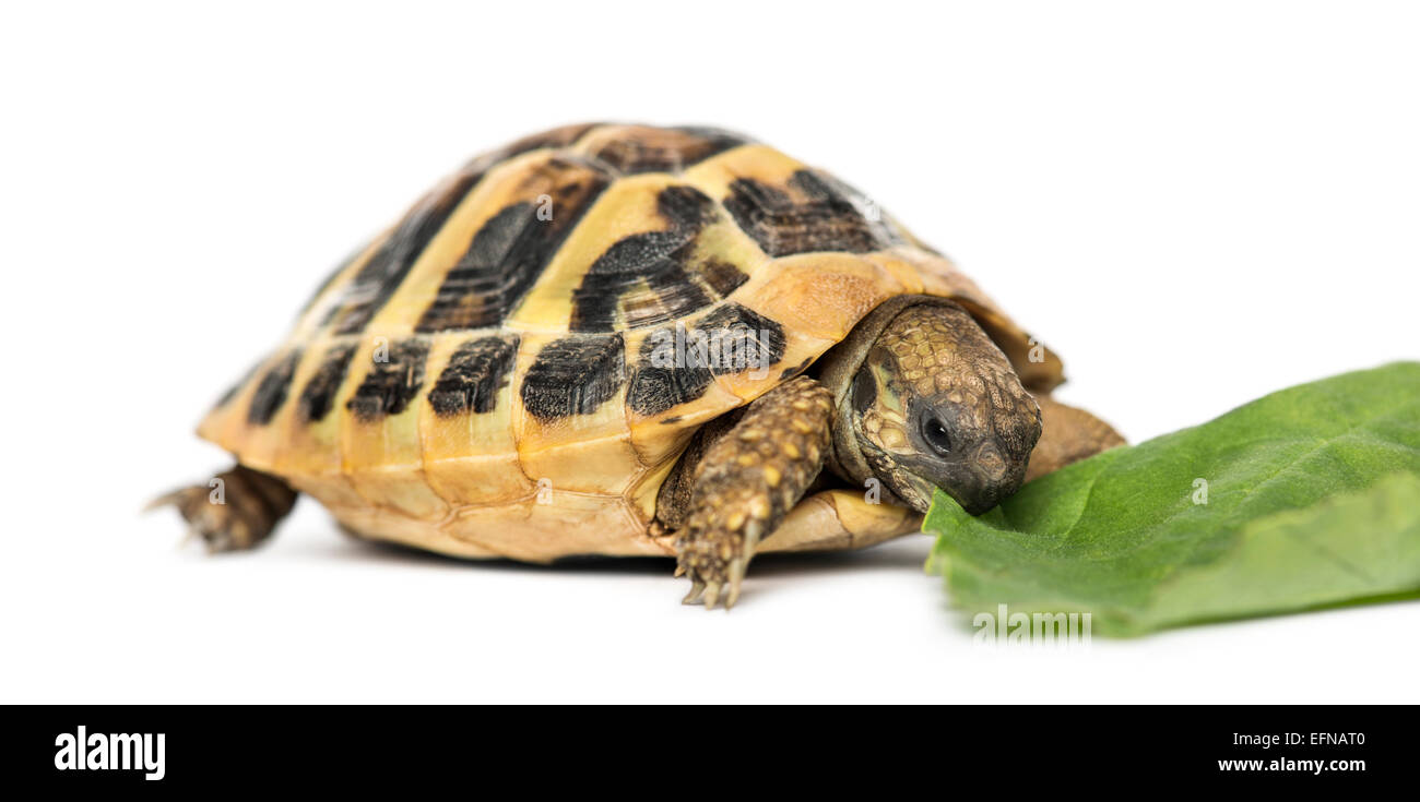Hermann's tortoise eating salad against white background Stock Photo ...