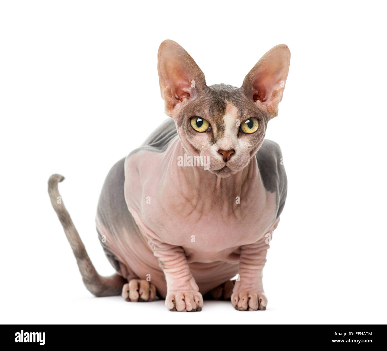 Sphynx hairless cat hi-res stock photography and images - Alamy
