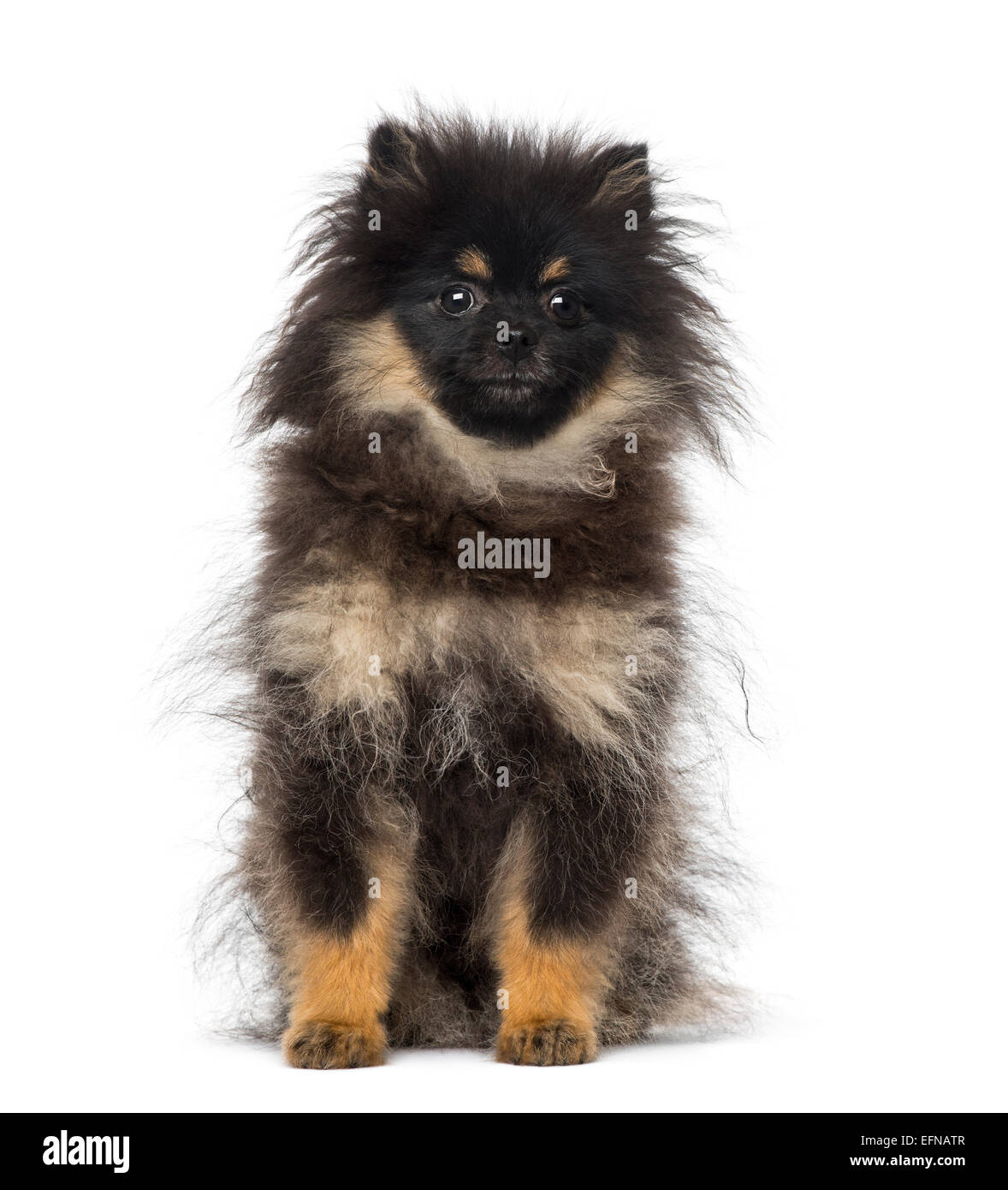 Black and tan spitz Cut Out Stock Images & Pictures - Alamy