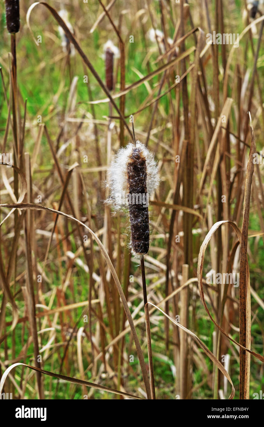 Autumn boggy stream landscape. Bulrush (typha) flowers Stock Photo - Alamy