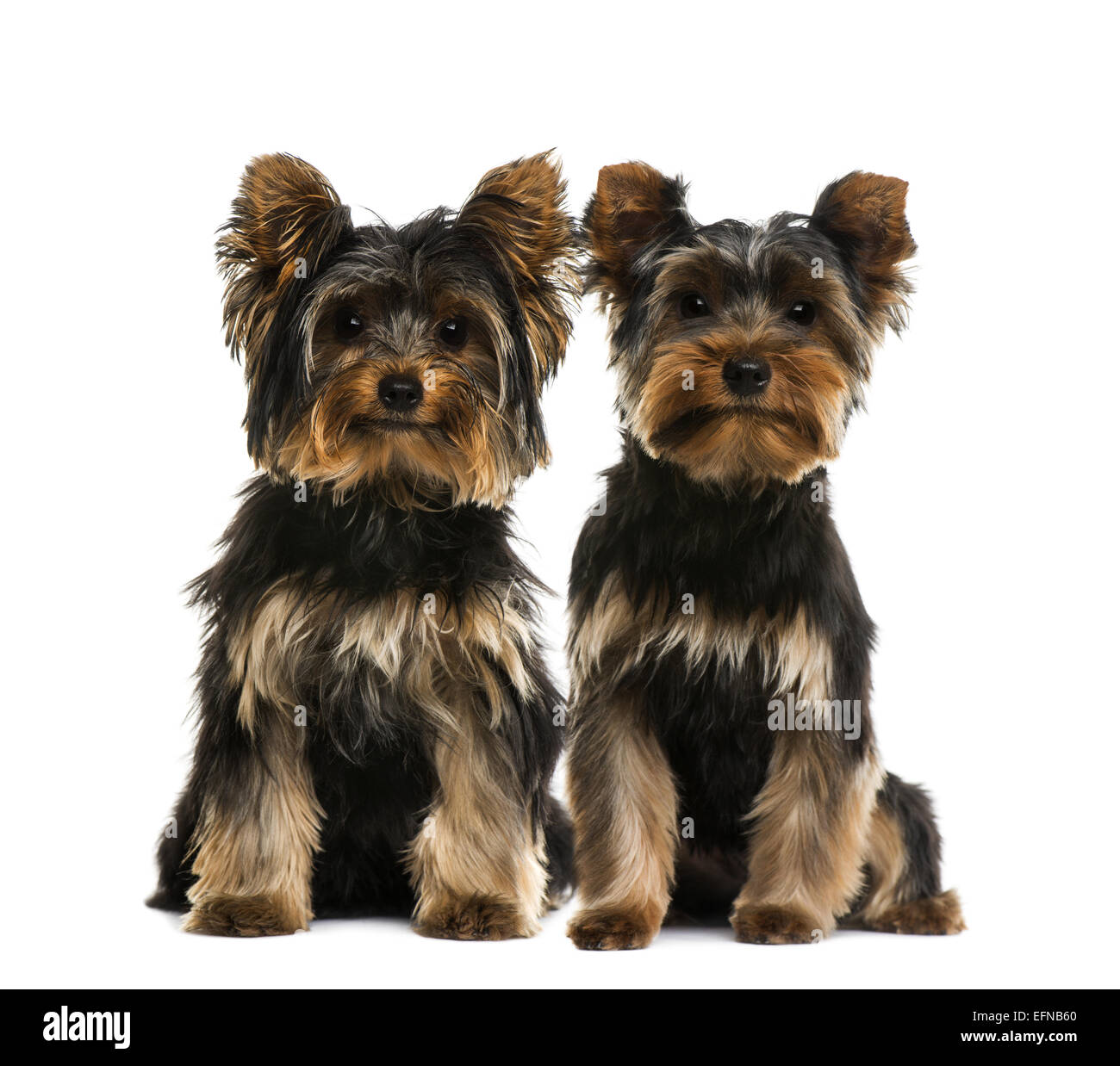 Yorkshire terriers hi-res stock photography and images - Alamy