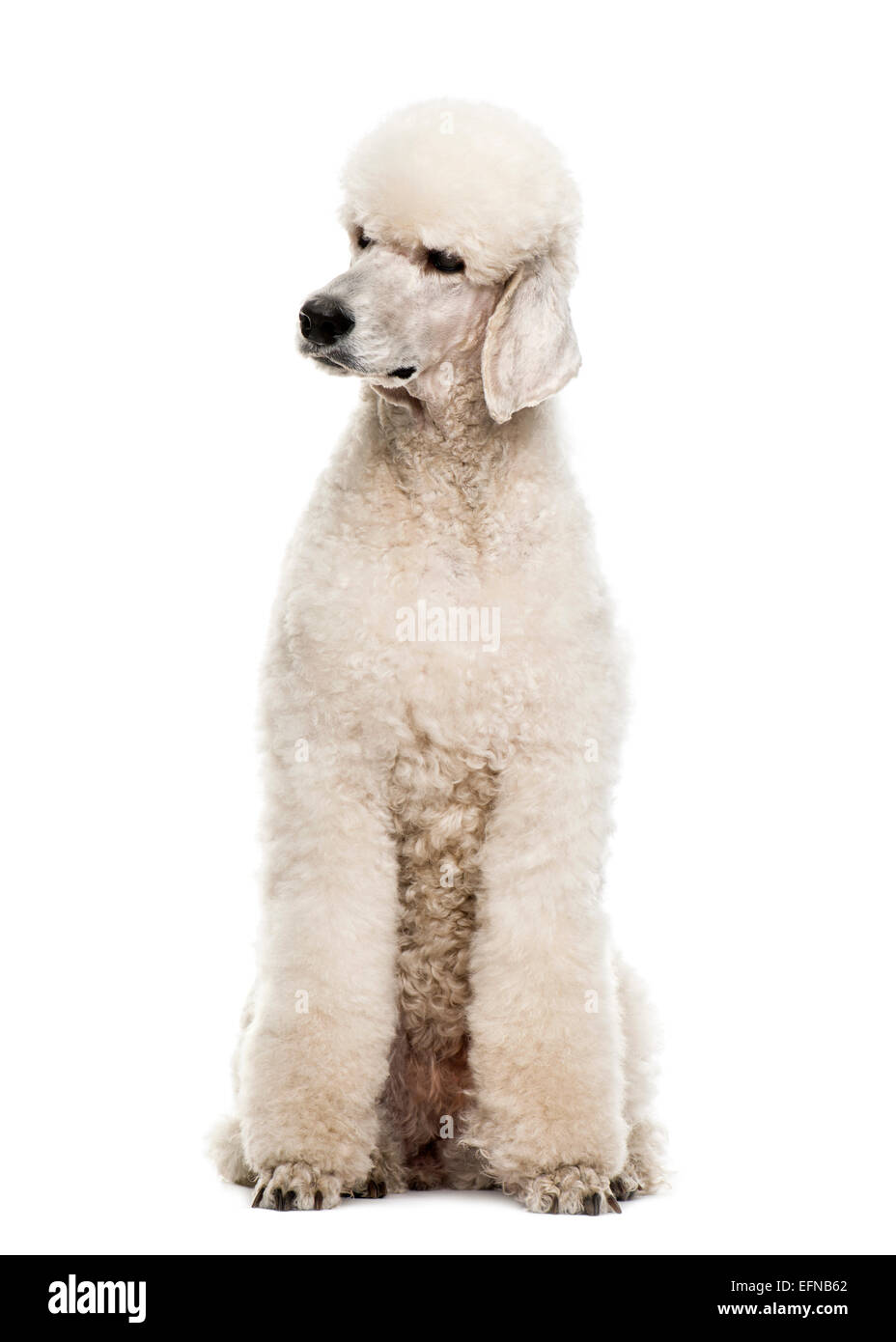 Poodle against white background Stock Photo - Alamy