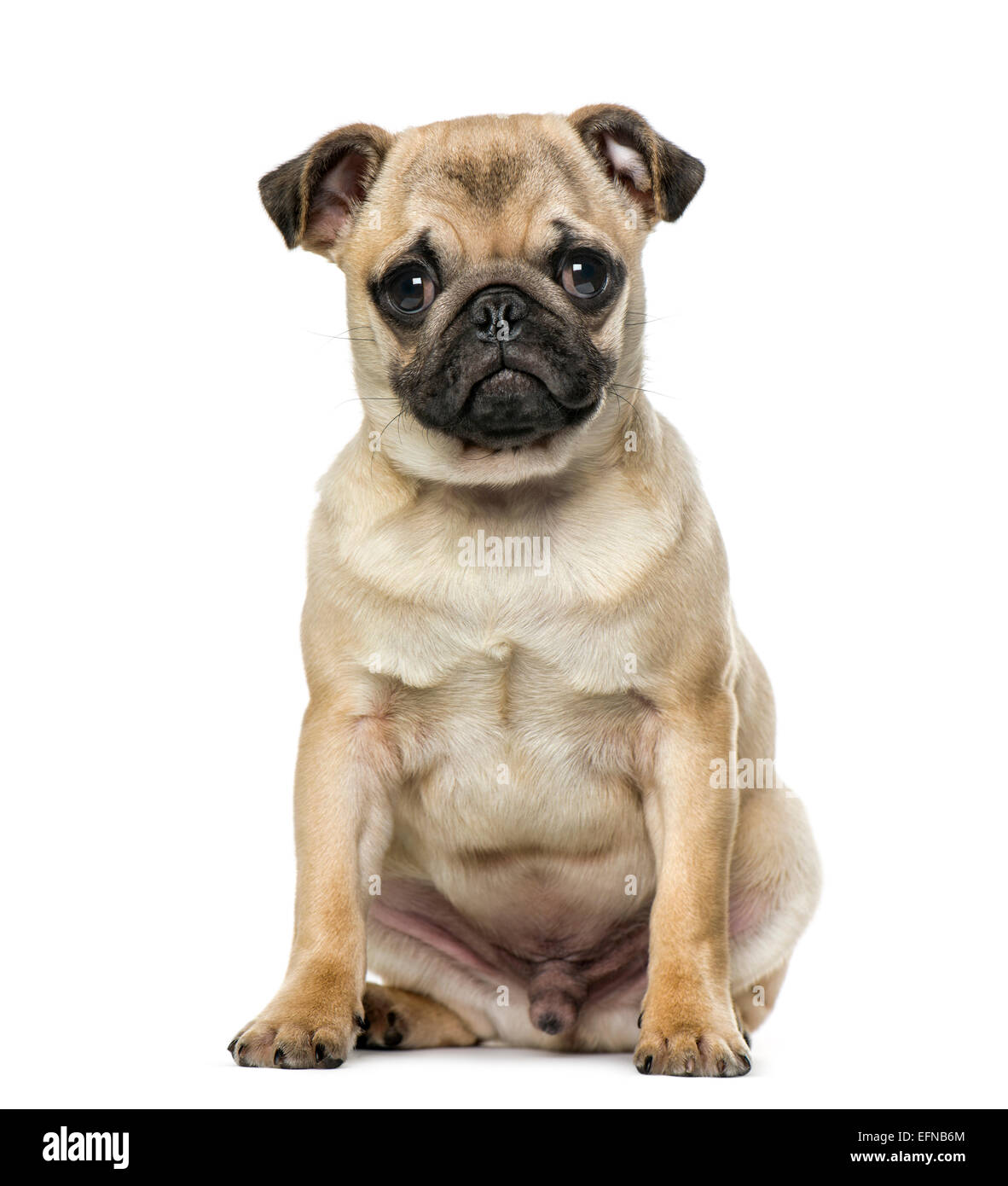 Pug against white background Stock Photo - Alamy