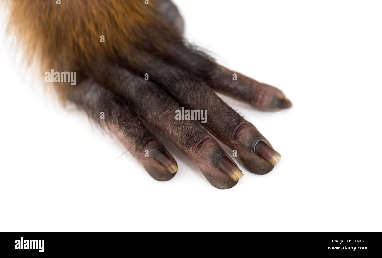 Monkey hand hi-res stock photography and images - Alamy
