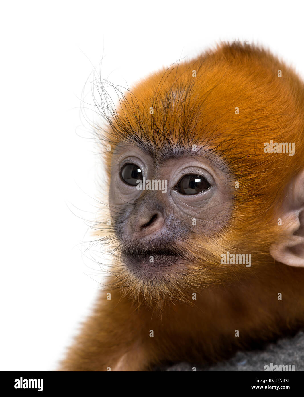 Close-up of a baby Francois Langur (1 month) Trachypithecus francoisi ...